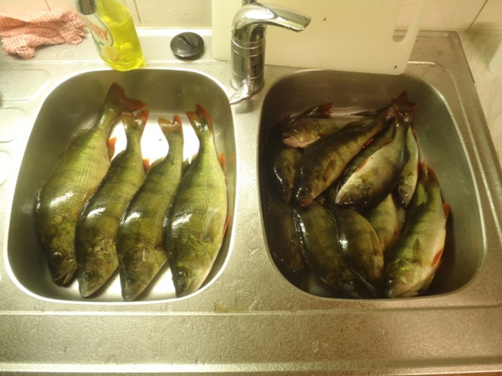 Ahven 6,79 kg Katiska- ja rysäkalastus