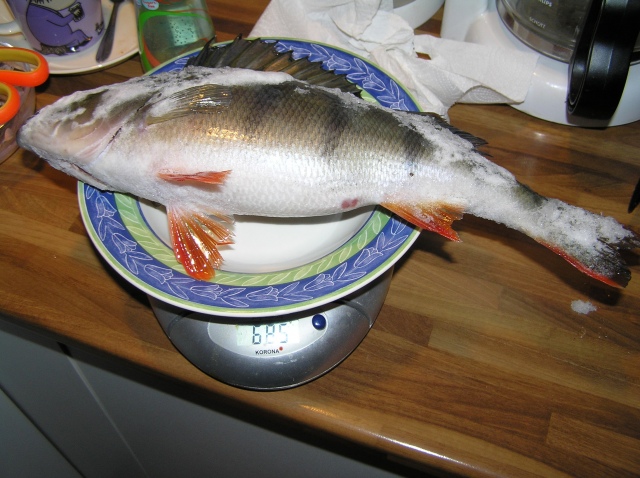 Ahven 685 g Pilkintä - Kolkonjärvi