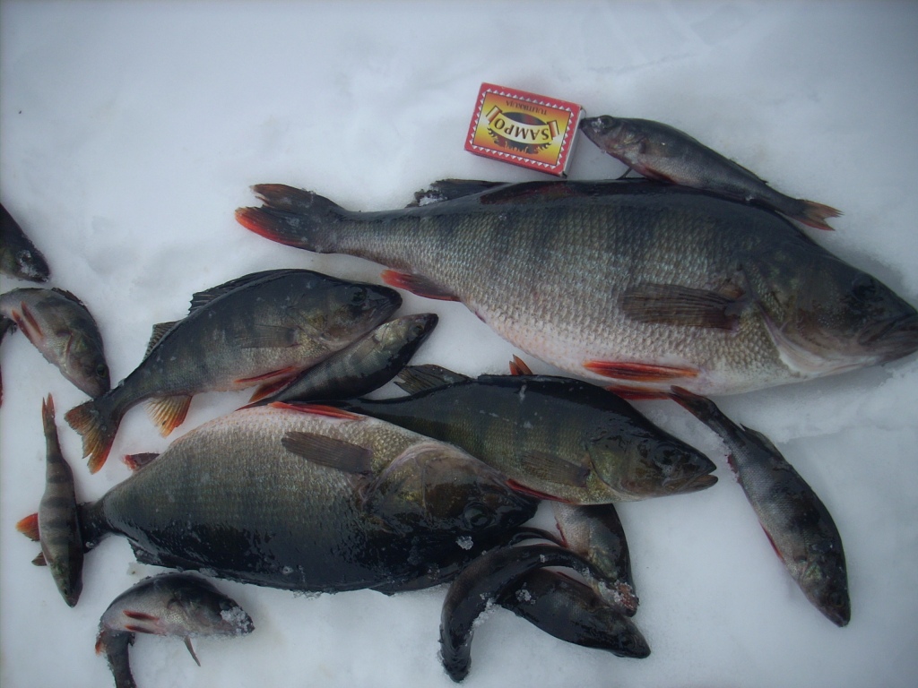 Ahven 681 g Pilkintä - Haukivesi