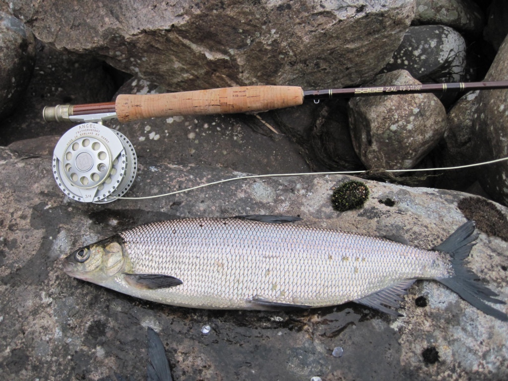 Siika 1,00 kg Perhokalastus - Pikefossen