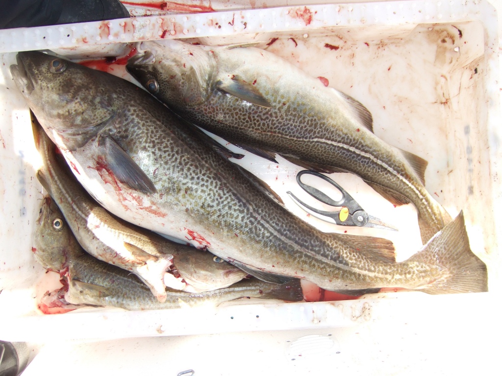 Turska 8,30 kg Syvänmeren kalastus - Jäämeri